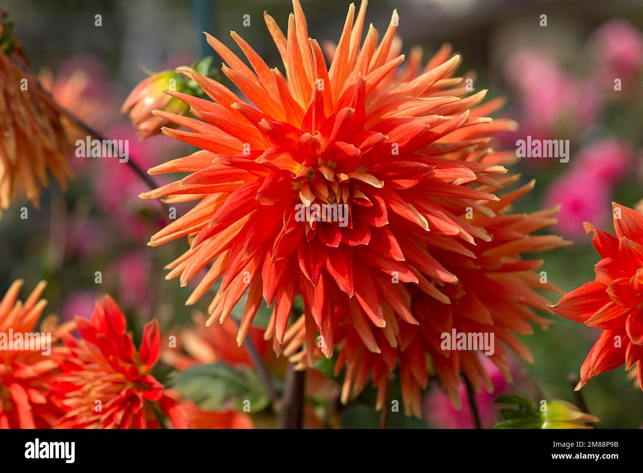 Red ray dahlias (Dahlia), Bavaria, Germany Stock Photo - Alamy