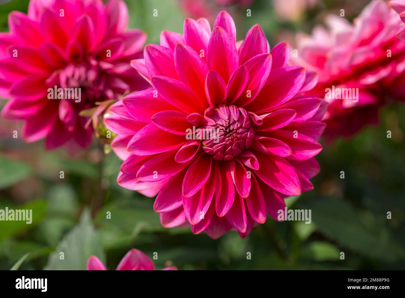 Dahlia coccinea red asteraceae hi-res stock photography and images - Alamy