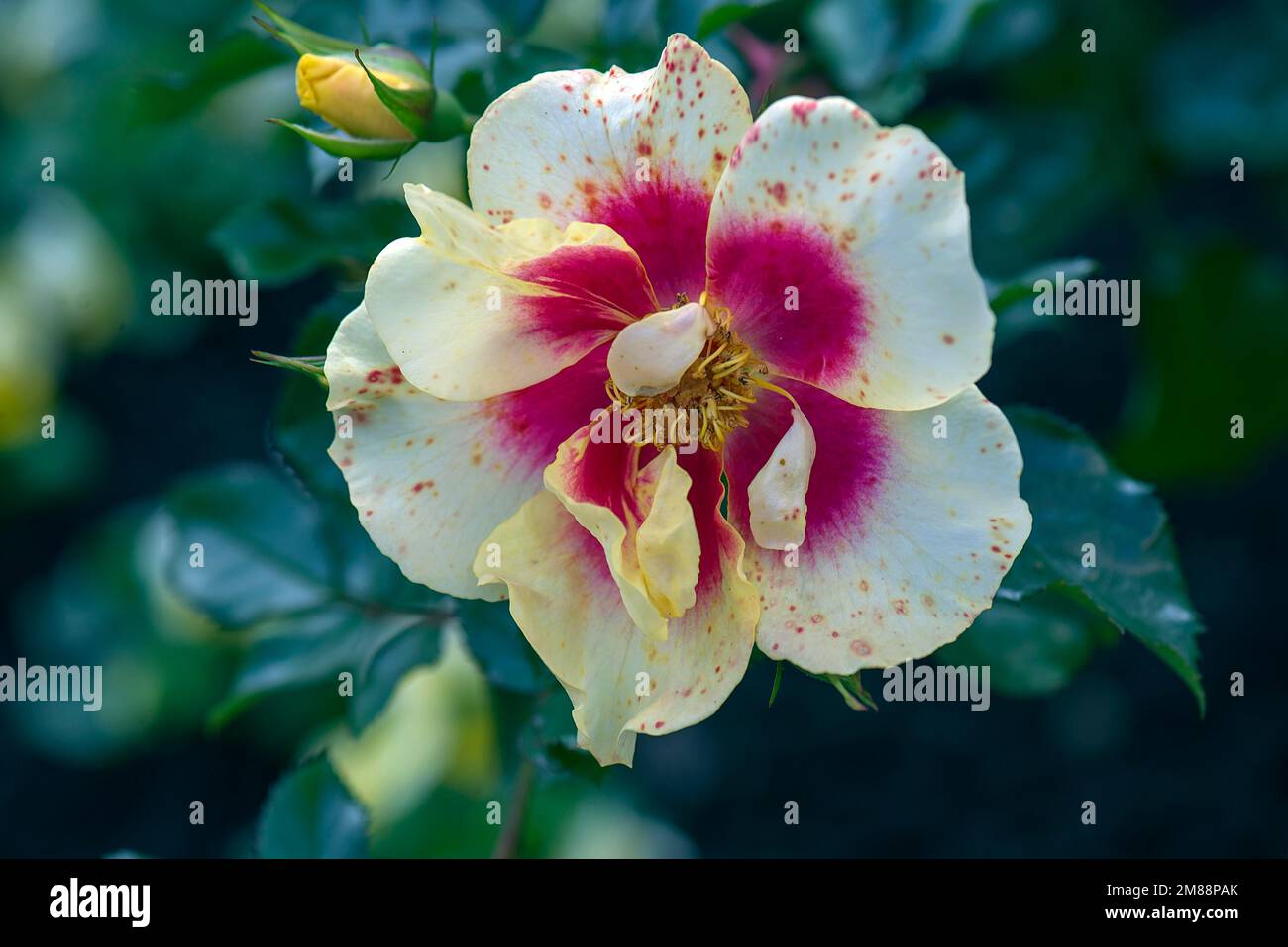Shrub rose rosa germany hi-res stock photography and images - Alamy