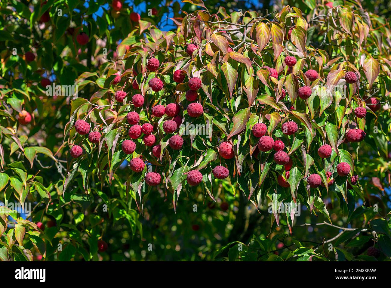 Cornus kousa fruits hi-res stock photography and images - Alamy