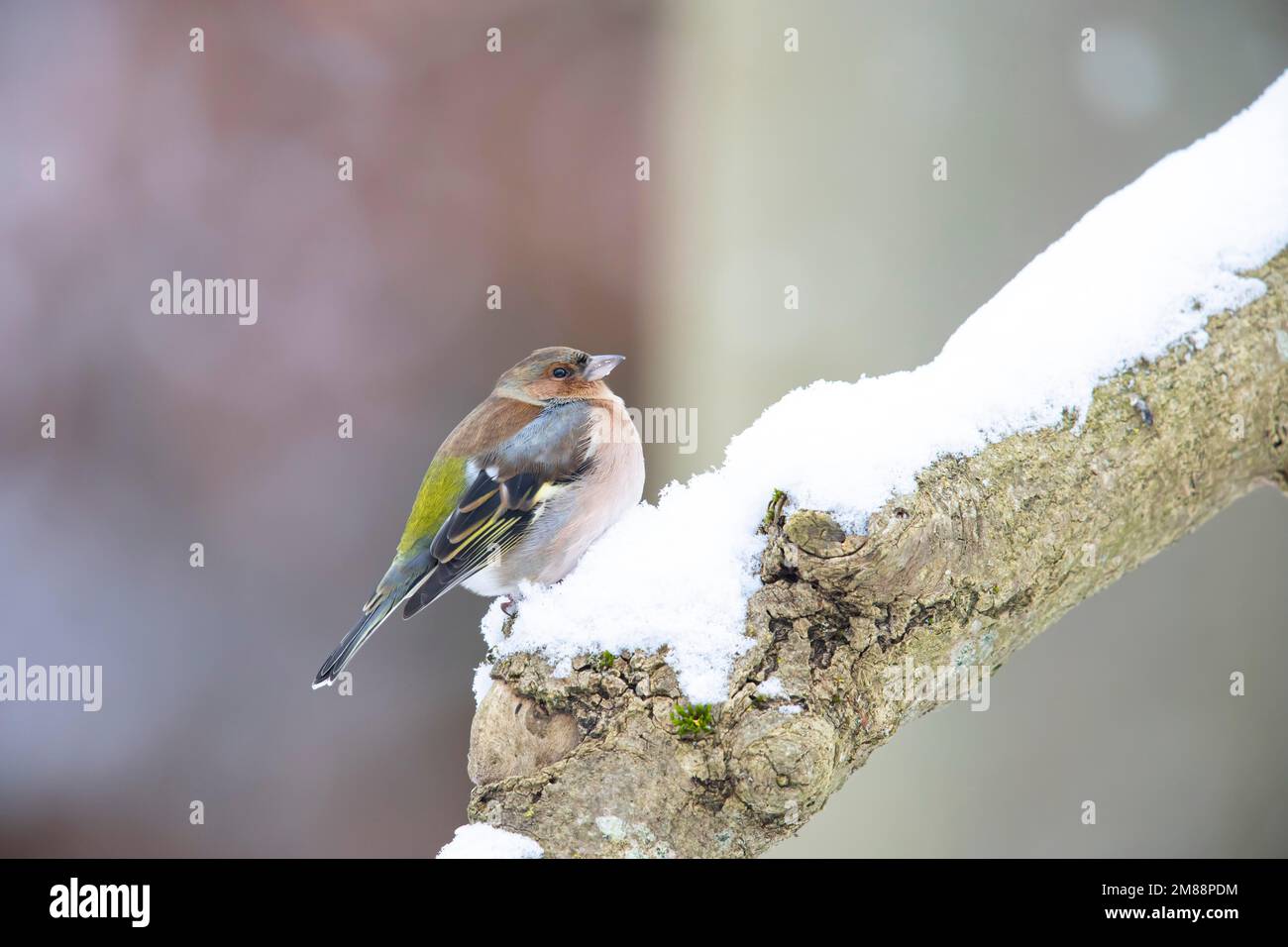 Common chaffinch (Fringilla coelebs) Germany Stock Photo - Alamy