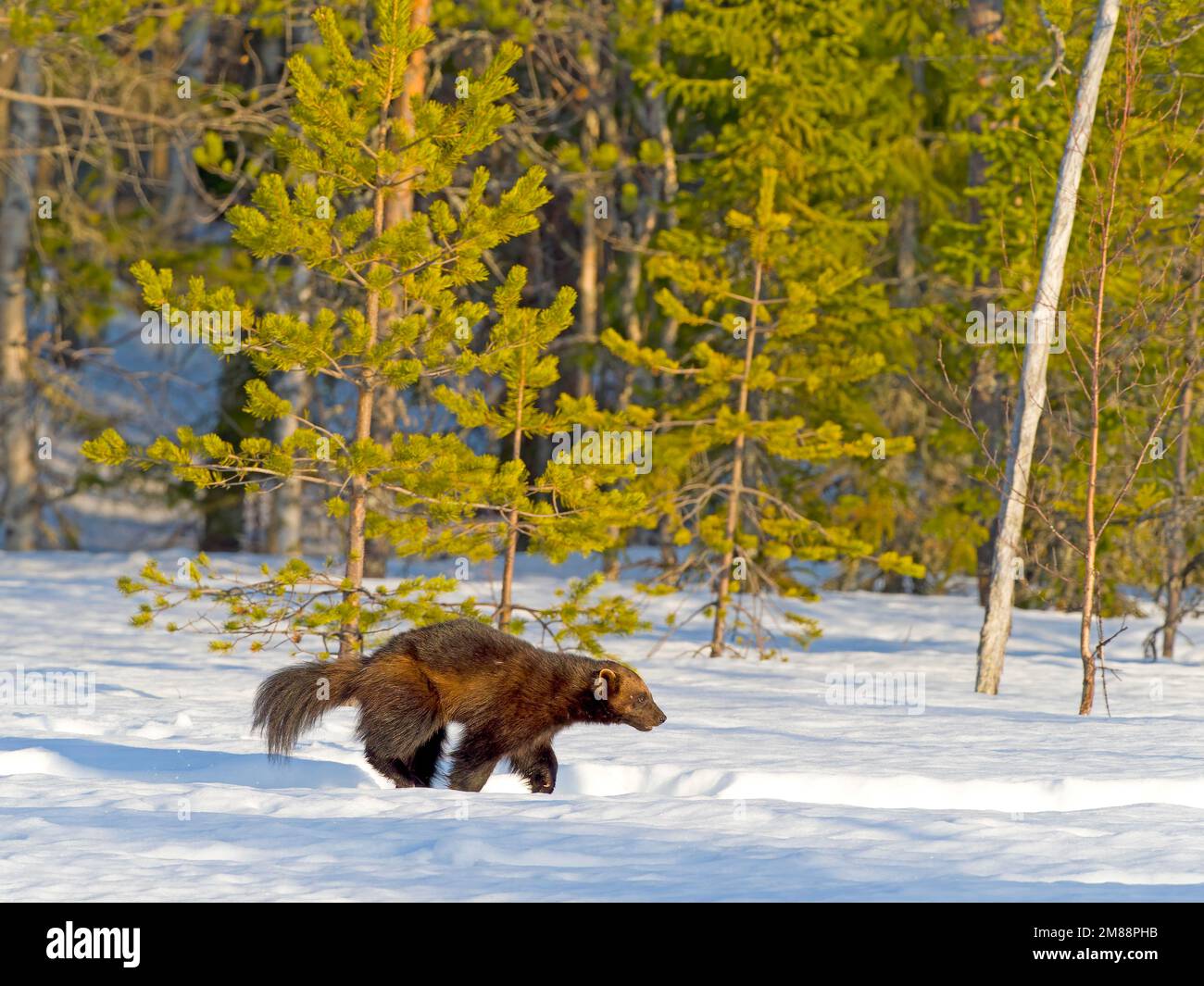 Wolverine (Gulo gulo) in snow, edge of forest, Northeast Finland, Kuhmo ...