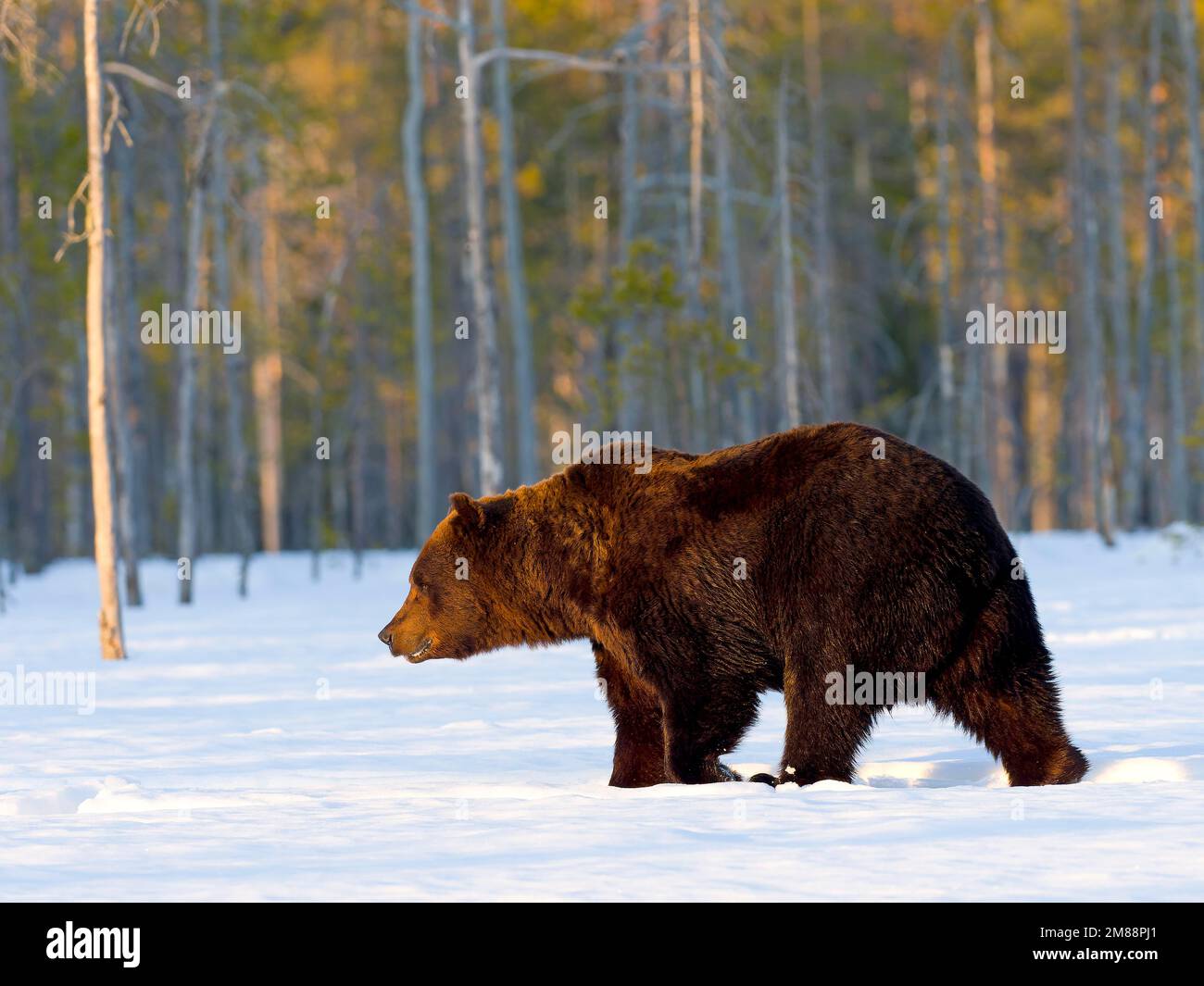 European brown bear (Ursus arctos) adult, in snow, Northeast Finland ...