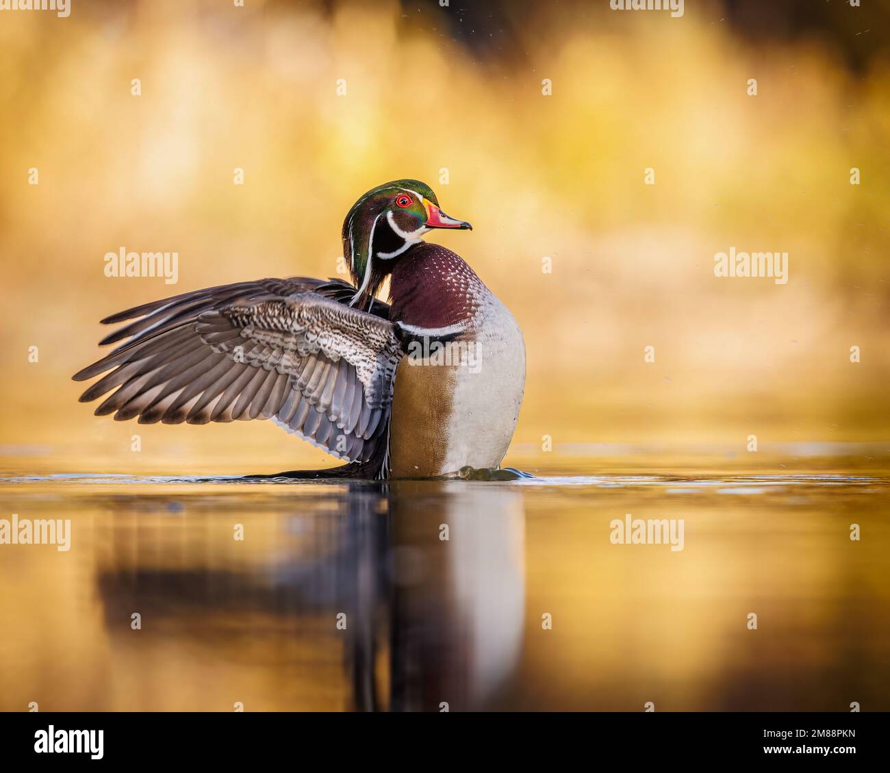 Wood duck (aix sponsa) at water level stretching wings on sunny fall ...