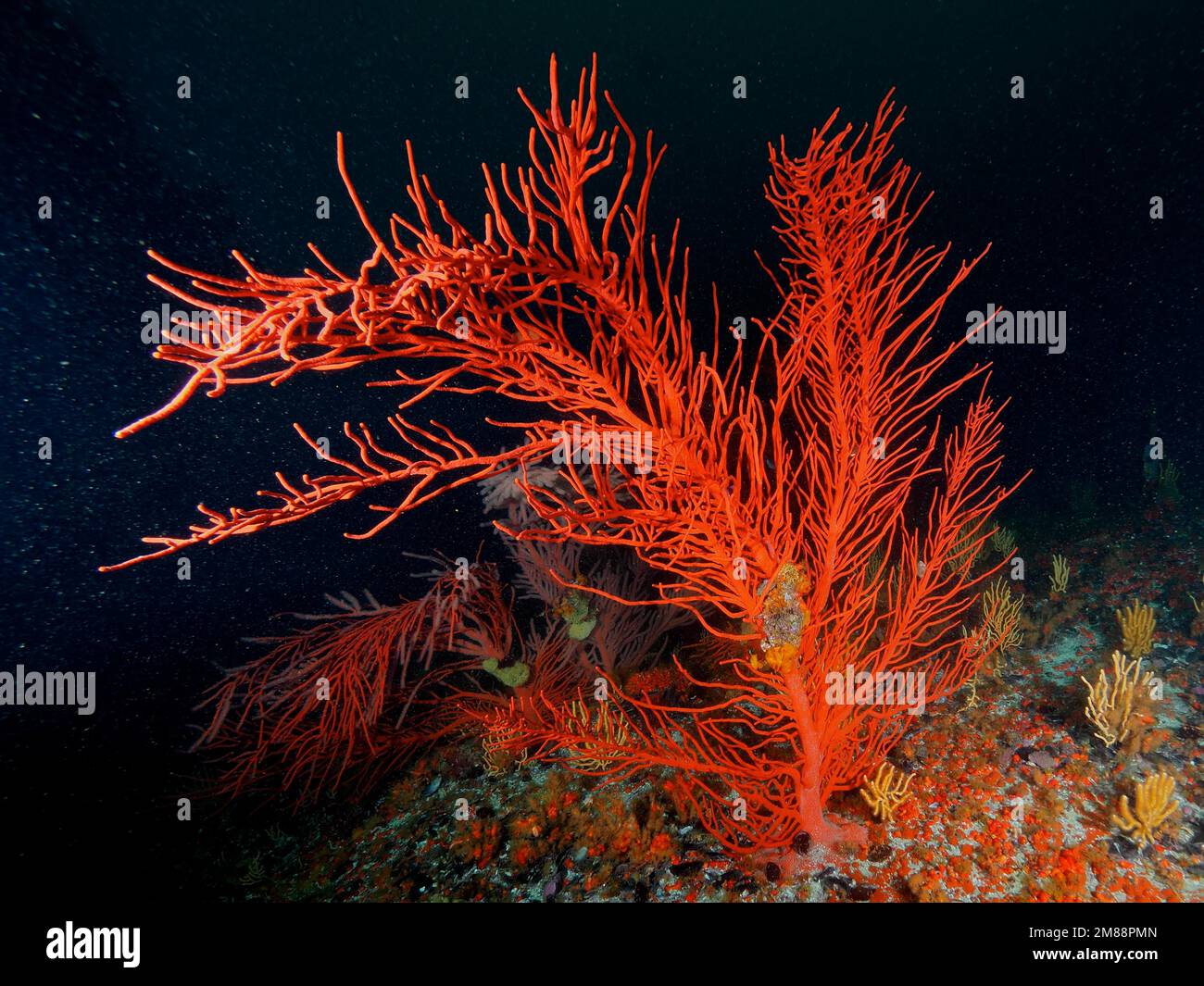 Plamate sea fan (Leptogorgia palma) . Dive site False Bay, Cape of Good ...