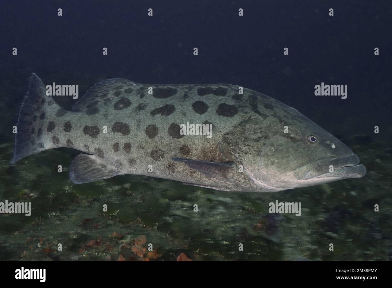 Potato grouper (Epinephelus tukula) over the reef. Dive site Protea ...