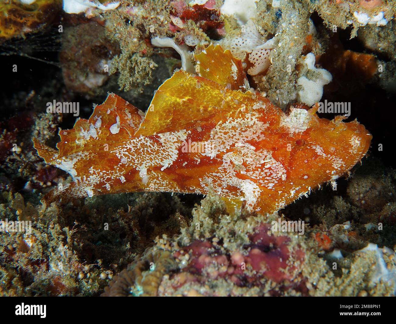 Leaf scorpionfish (Taenianotus triacanthus) . Dive site Sodwana Bay ...