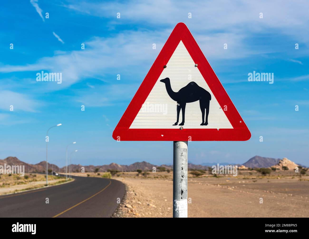 Camel warning traffic sign, Oman Stock Photo - Alamy