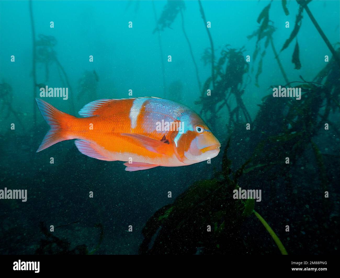Kelp cape hi-res stock photography and images - Alamy