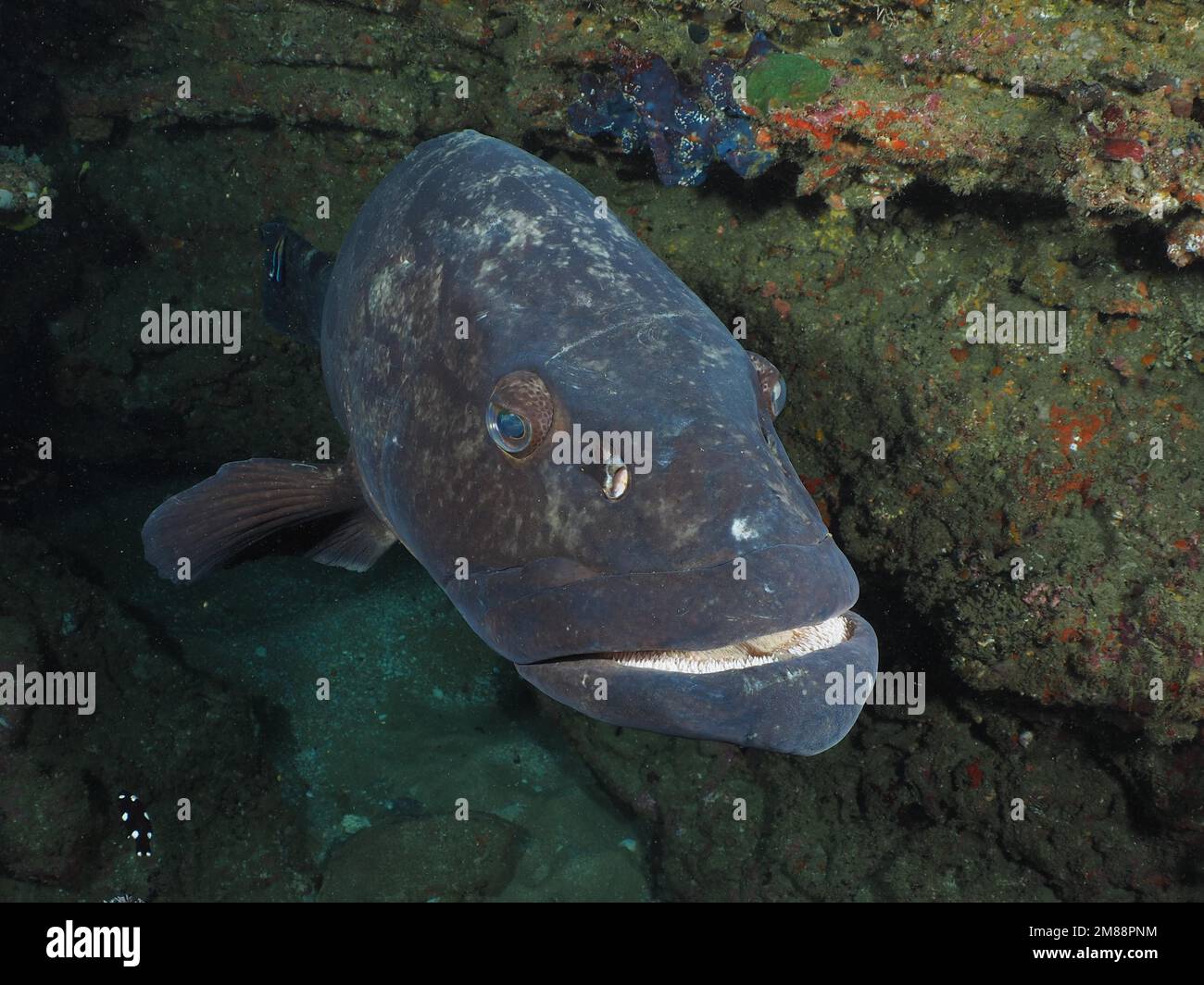 Close-up of potato grouper (Epinephelus tukula) . Dive site Sodwana Bay ...