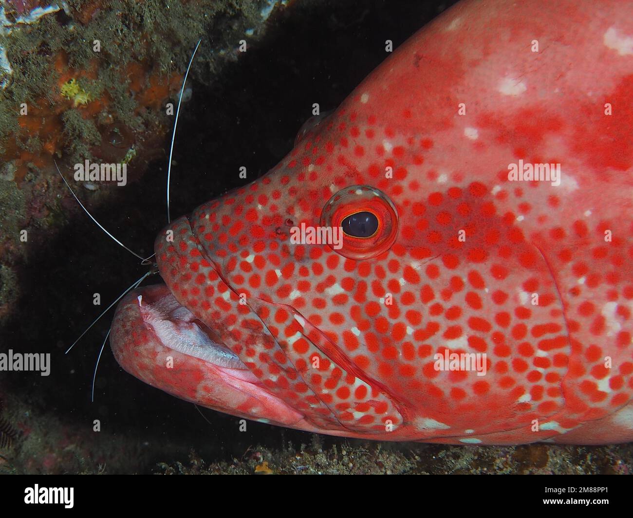 Lysmata amboinensis sonnerati hi-res stock photography and images - Alamy