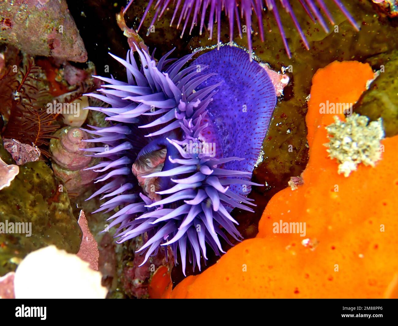 Purple Sea Anemone