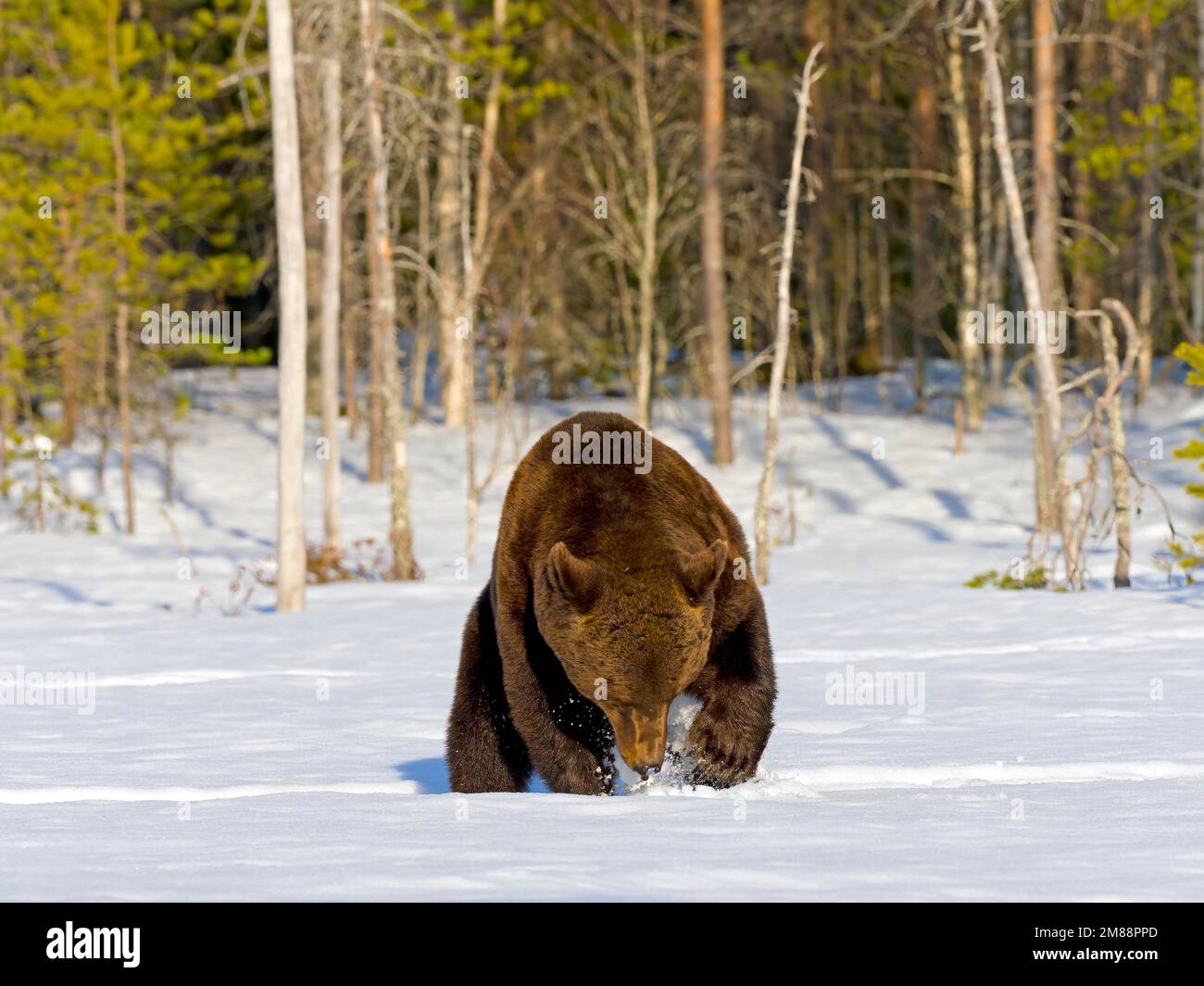 European brown bear (Ursus arctos) digging for food in the snow, forest ...