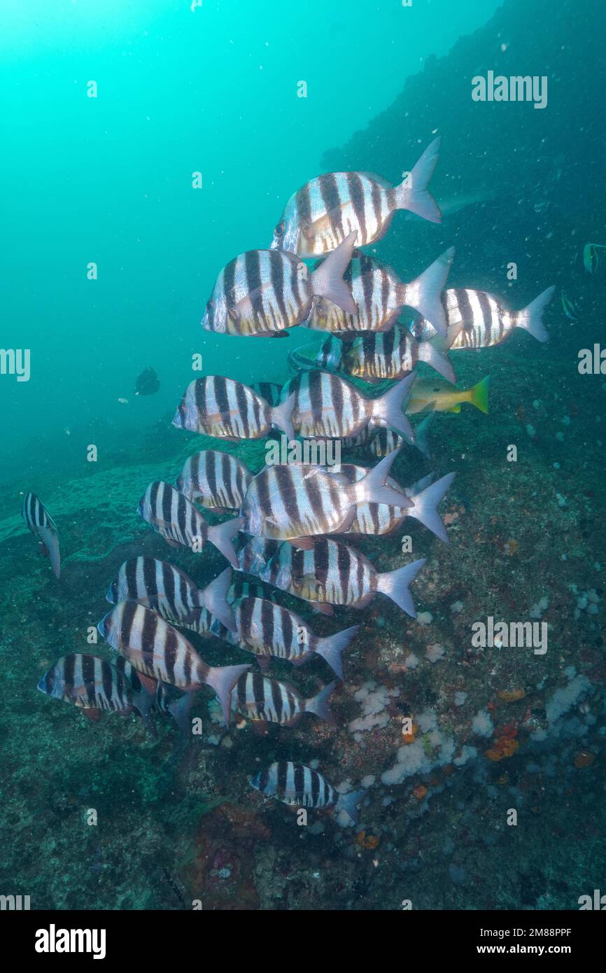 Group of zebra sea bream (Diplodus cervinus hottentotus) . Aliwal Shoal ...