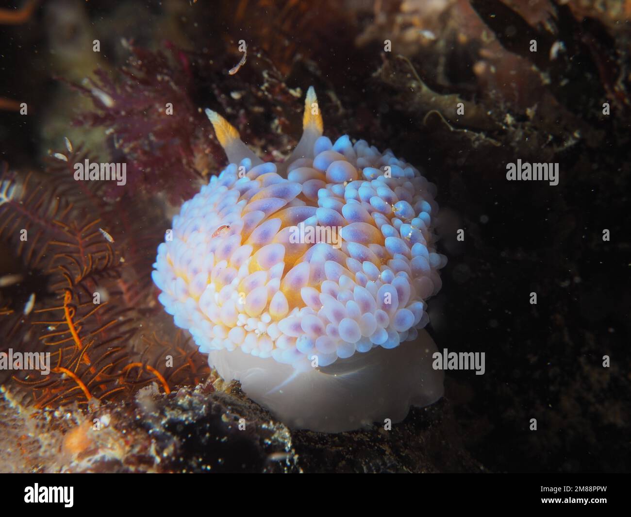Silvertip nudibranch (Janolus capensis), marine snail, False Bay dive ...