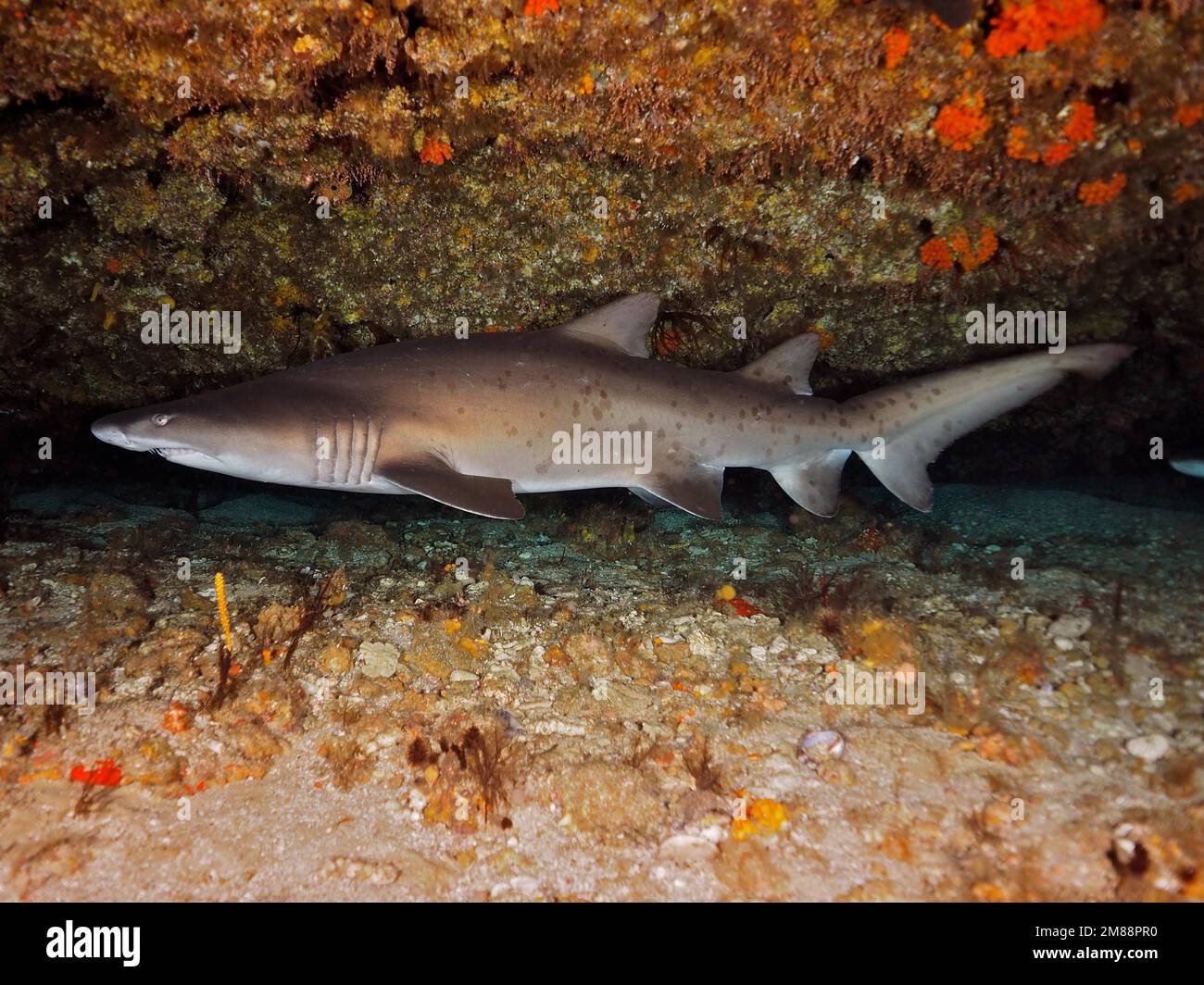 Sand tiger shark (Carcharias taurus) in its den. Dive site Protea Banks ...