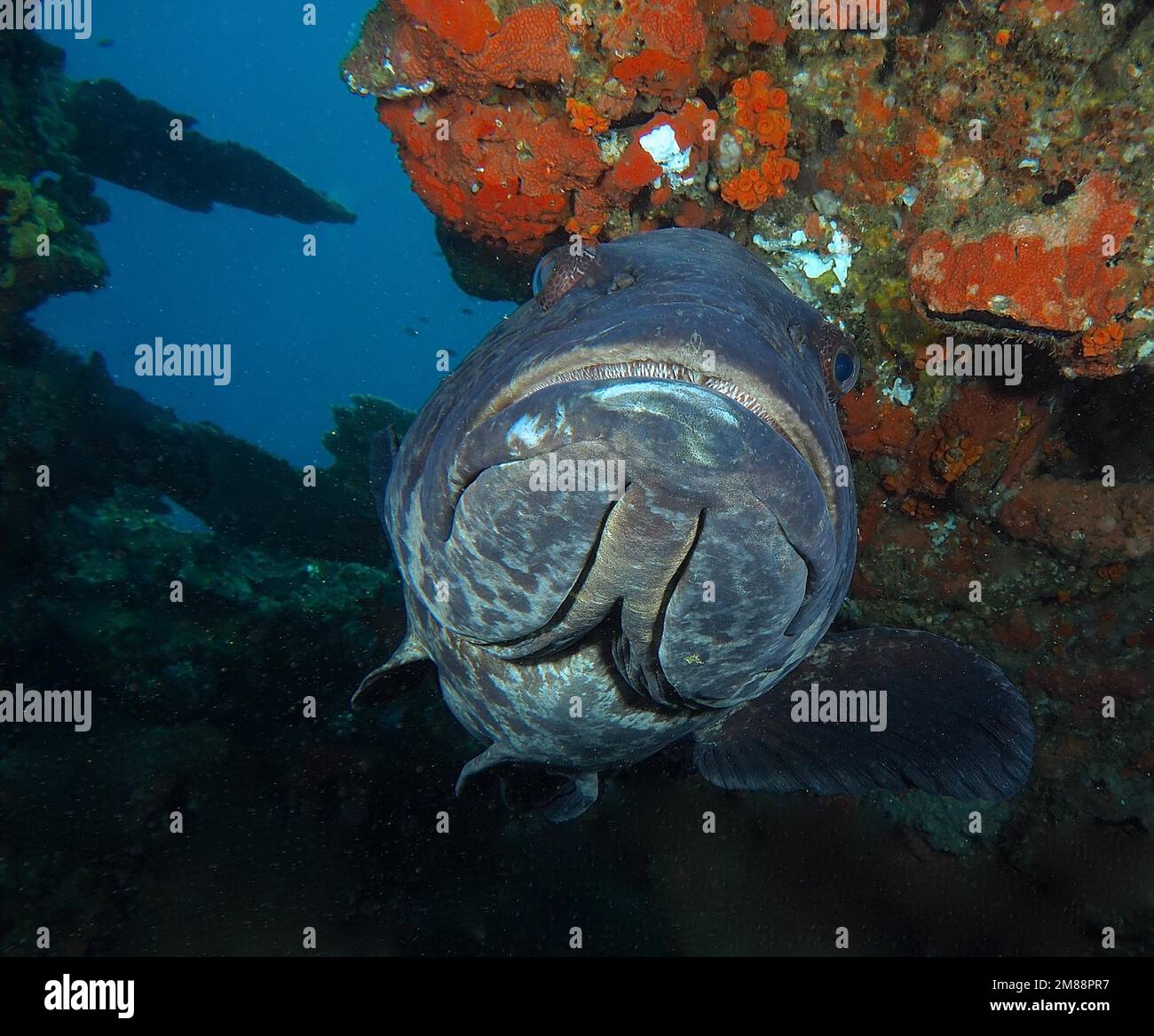 Potato grouper (Epinephelus tukula) in its burrow. Dive site Sodwana ...