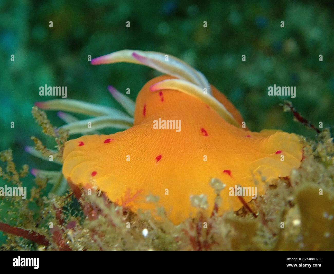 Candy Cane Anemone (Korsaranthus natalensis) . Aliwal Shoal Dive Site ...