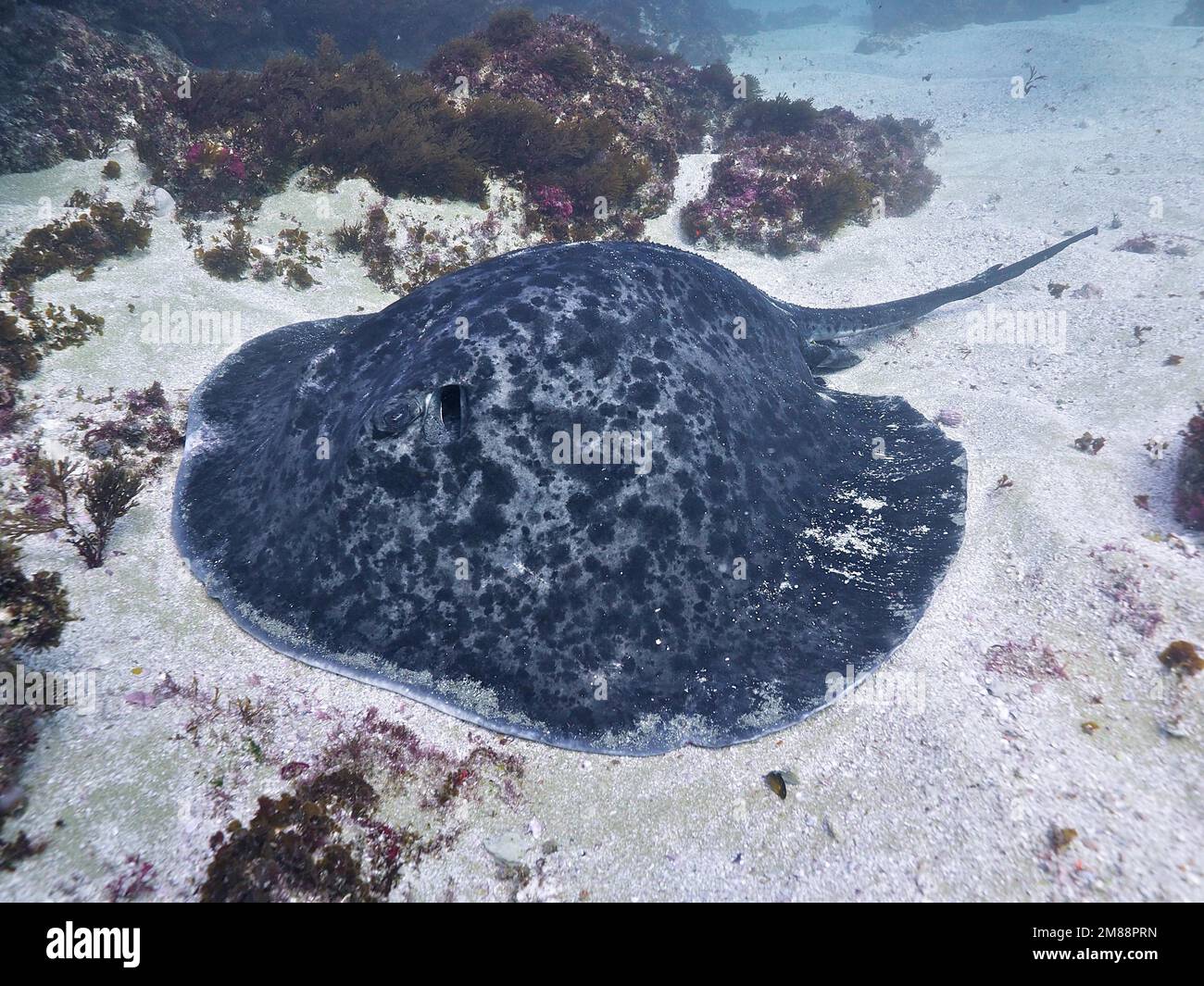 A black spotted stingray (Taeniura meyeni) resting on the sand. Aliwal ...