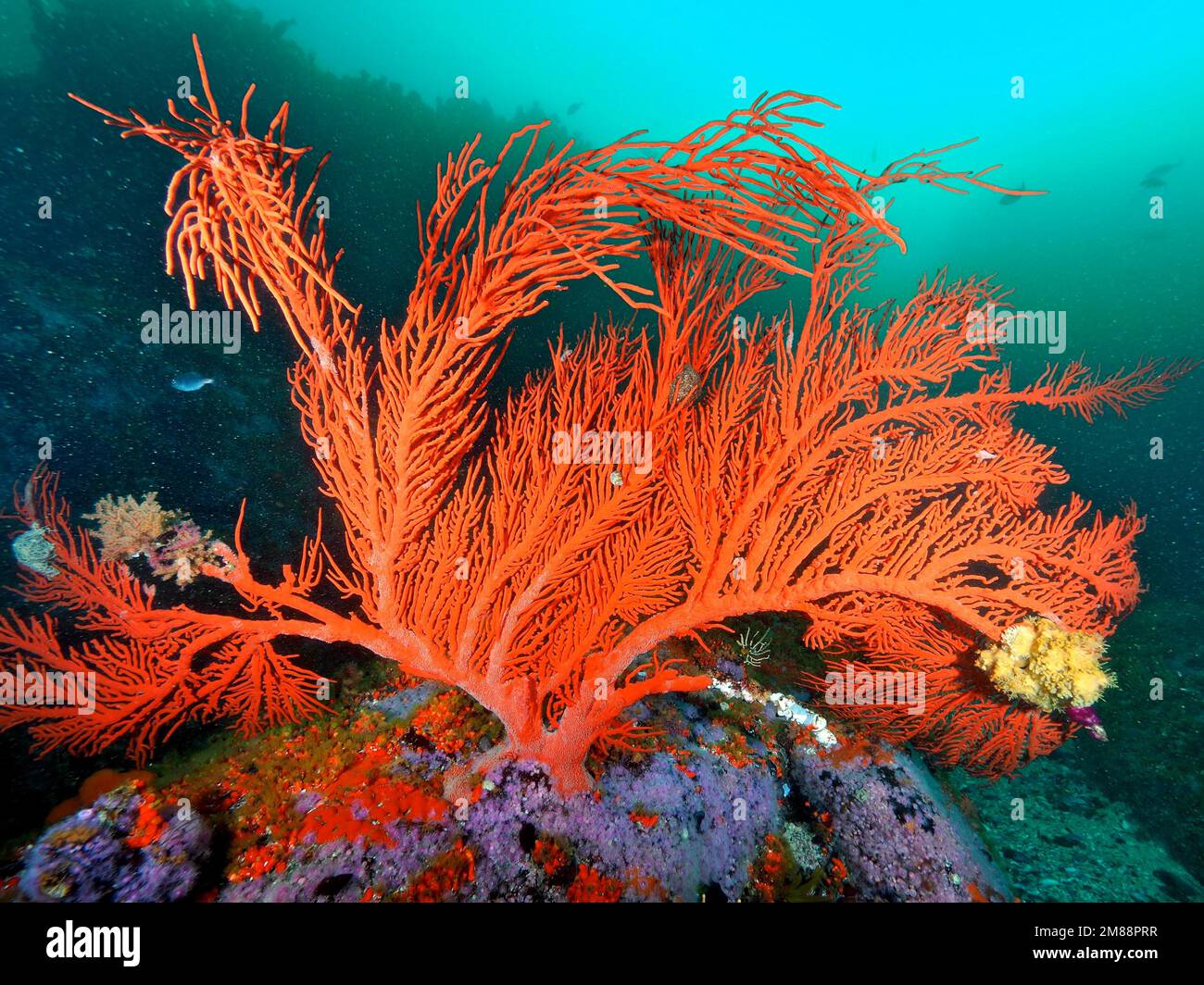 Plamate sea fan (Leptogorgia palma) . Dive site False Bay, Cape of Good ...