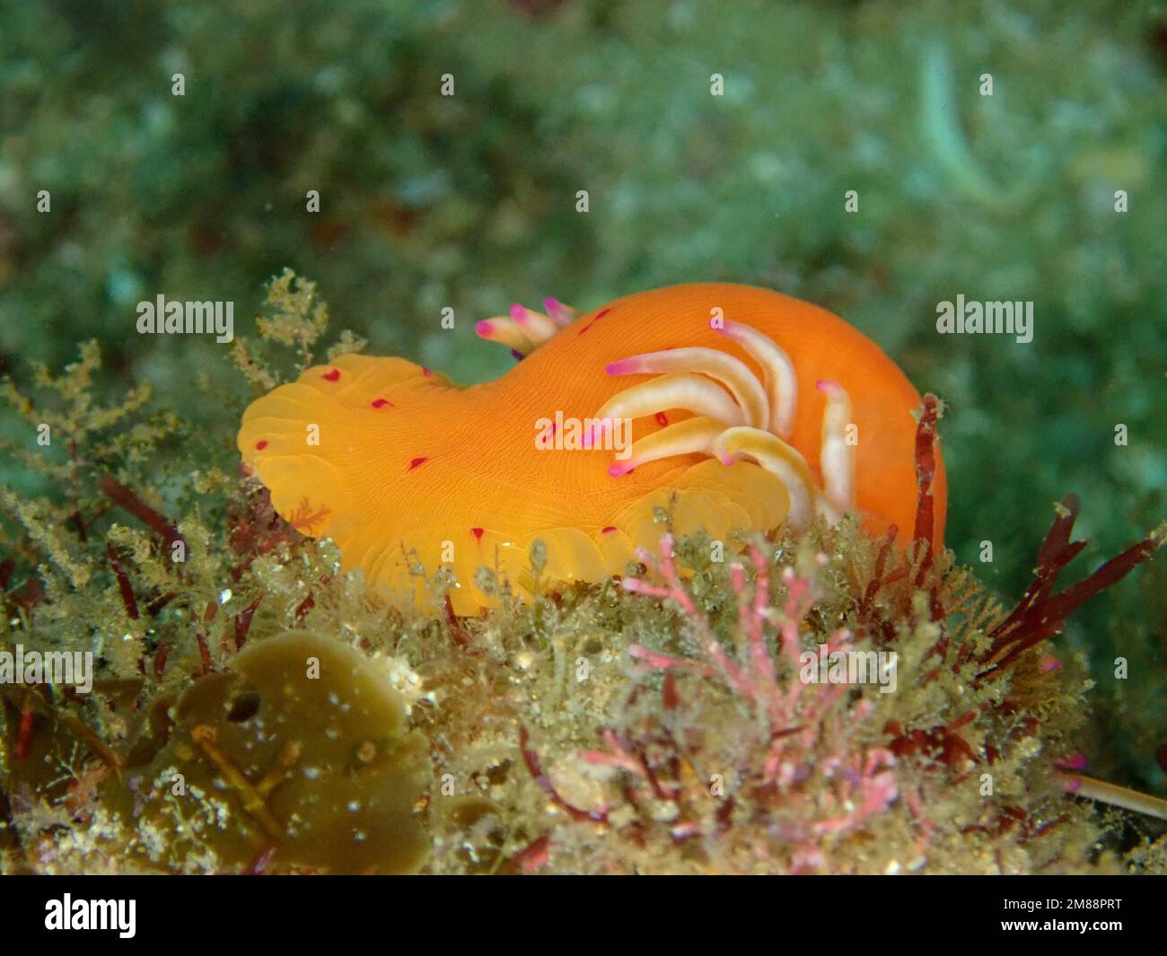 Candy cane anemone hi-res stock photography and images - Alamy