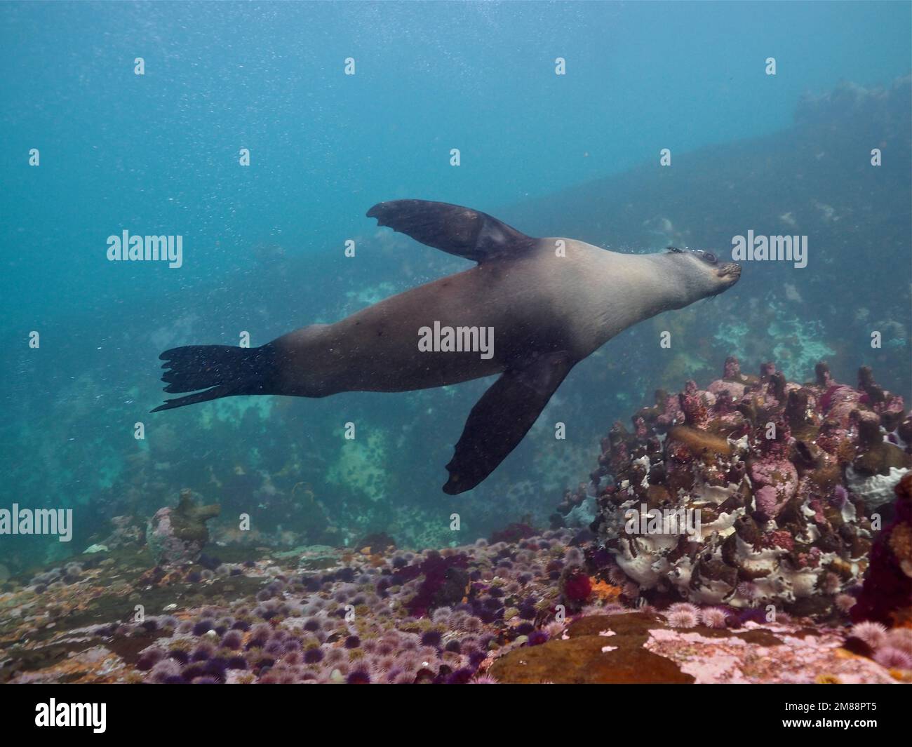 South African fur cape fur seal (Arctocephalus pusillus) . False Bay ...