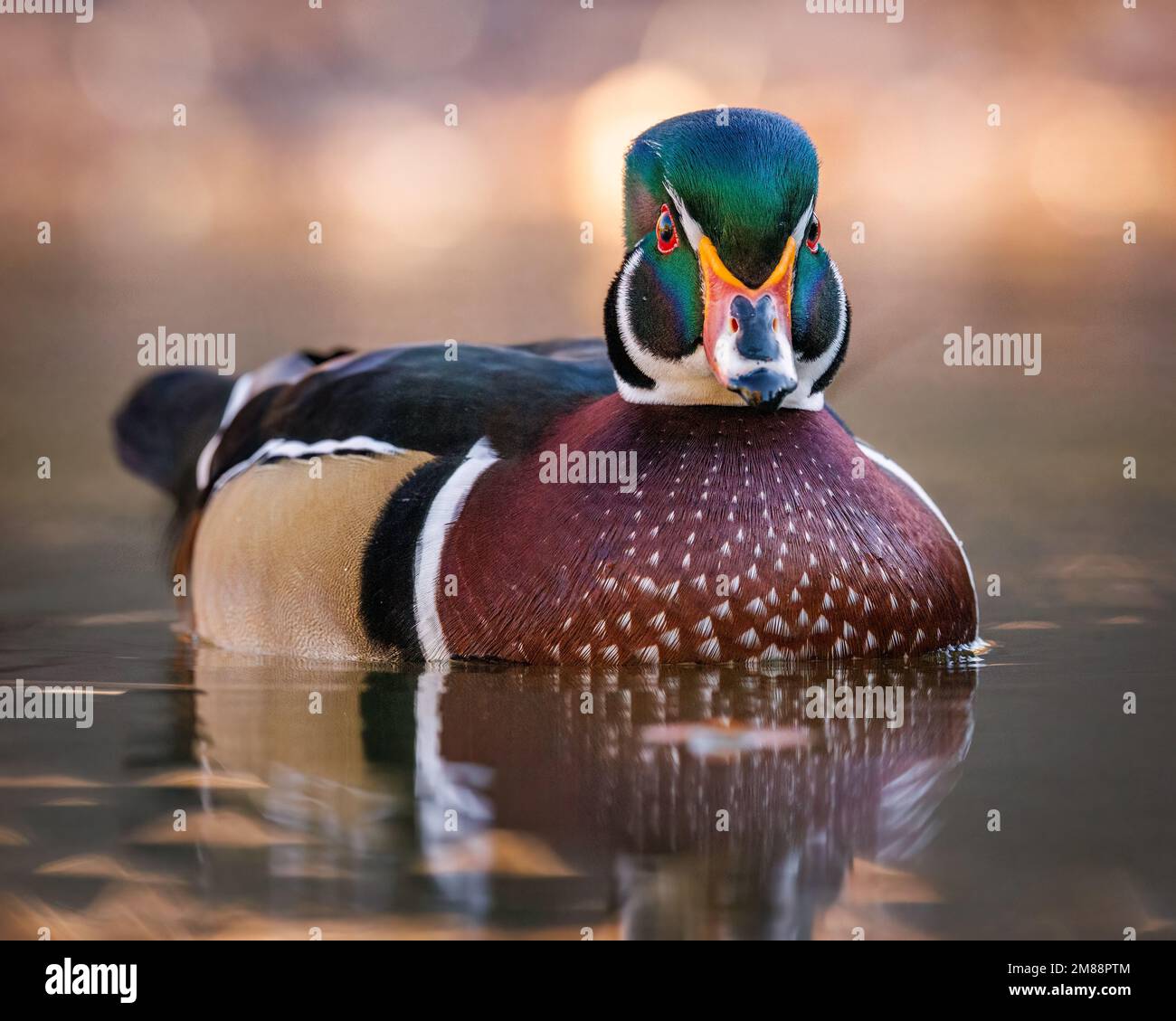 Plumage wood hi-res stock photography and images - Alamy