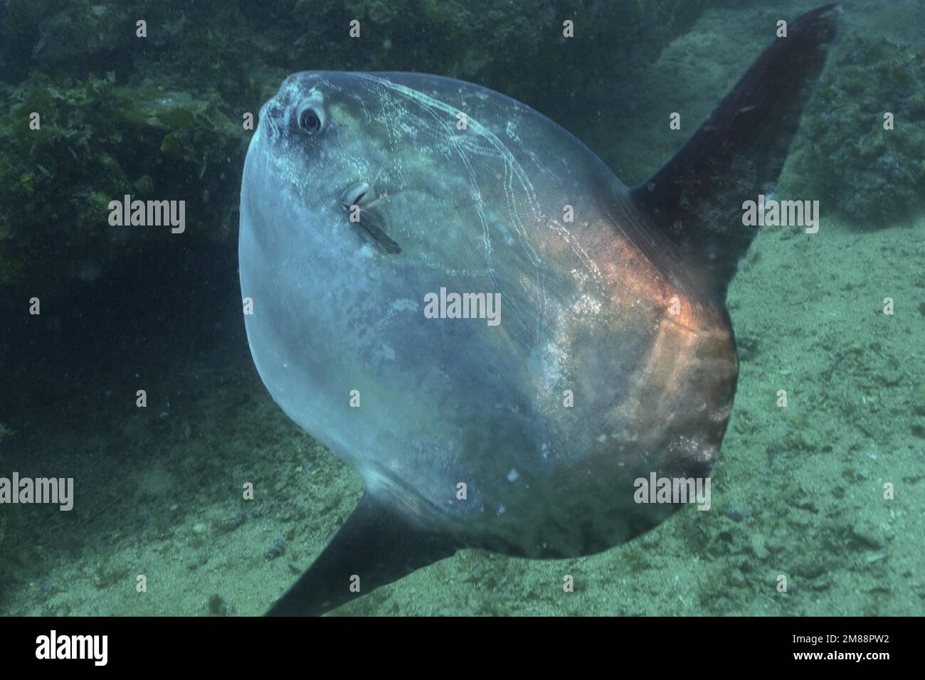 Ocean sunfish (Mola mola) . Dive site Marine Reserve Cap de Creus ...