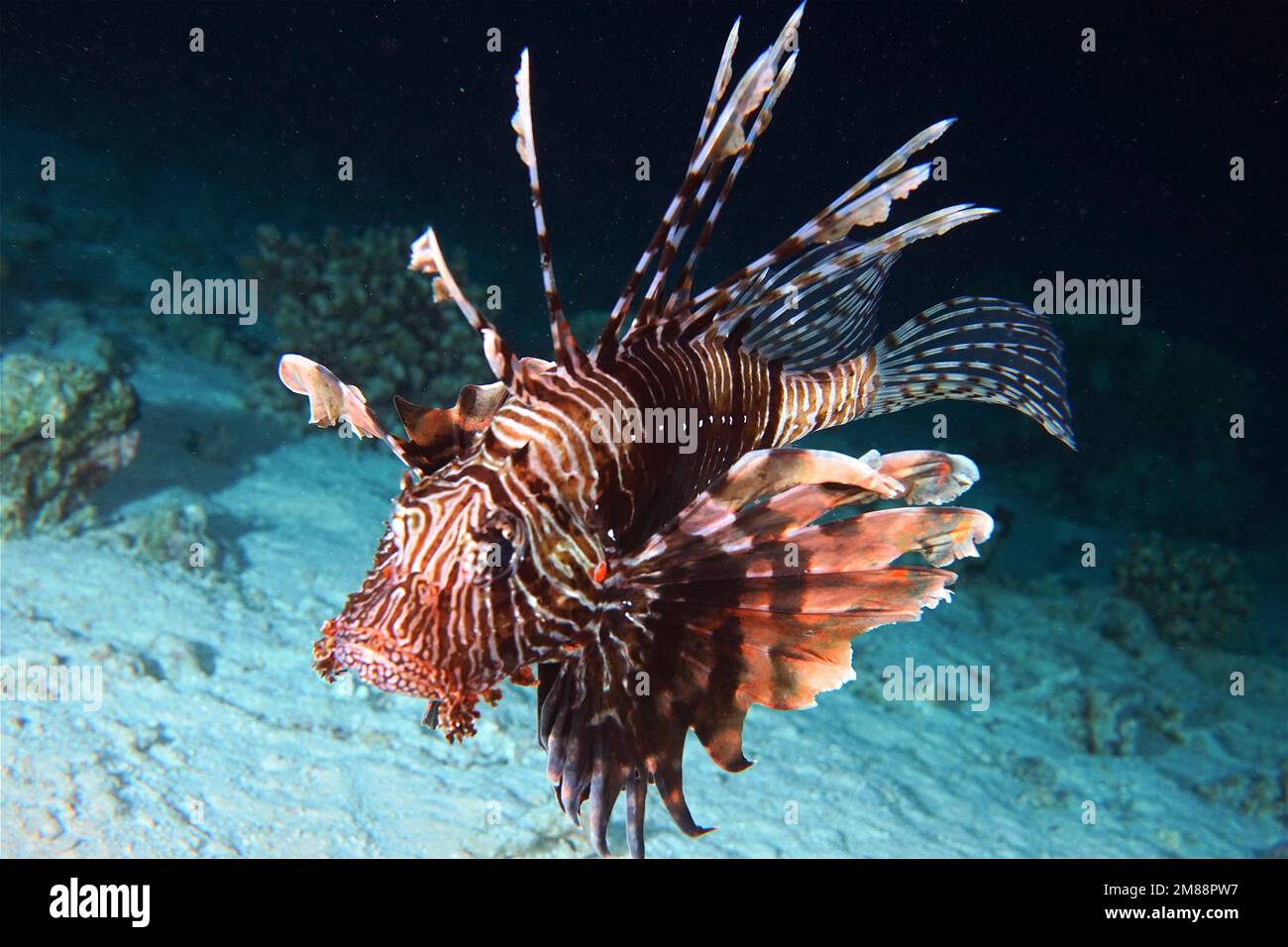 Common lionfish (Pterois miles) . Dive site Gola Abu Ramada, Hurghada ...