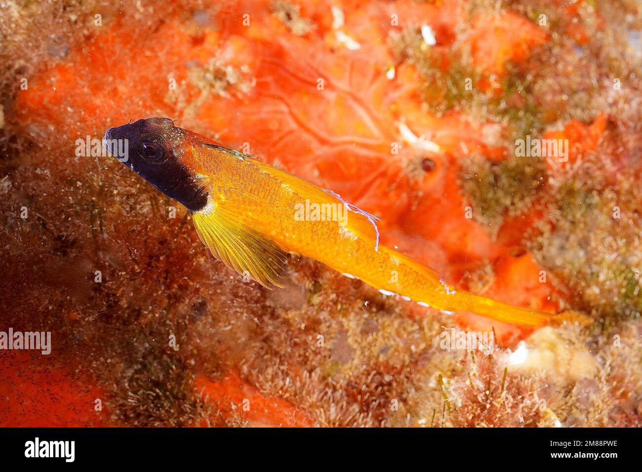 Yellow pointed blenny (Tripterygion), colouring at mating time. Dive ...