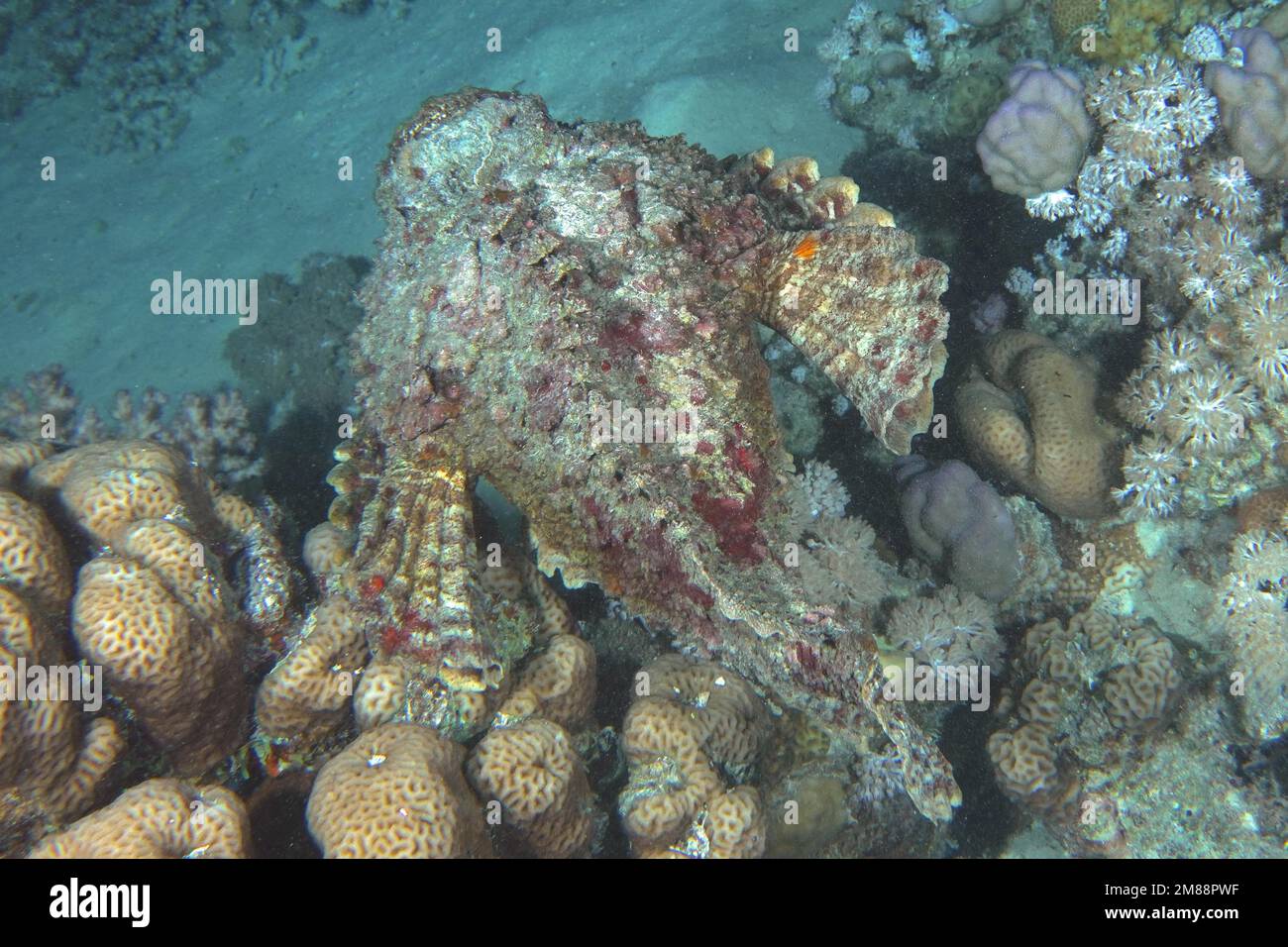 Reef stonefish (Synanceia verrucosa) from above. Dive site Shaab ...