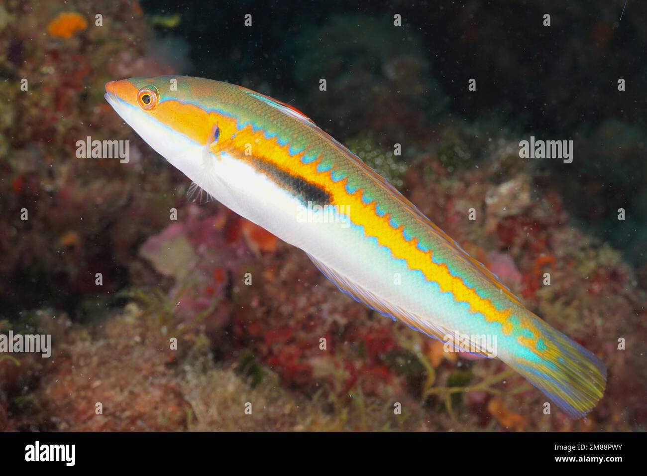 Mediterranean rainbow wrasse (Coris julis) . Dive site Marine Reserve ...