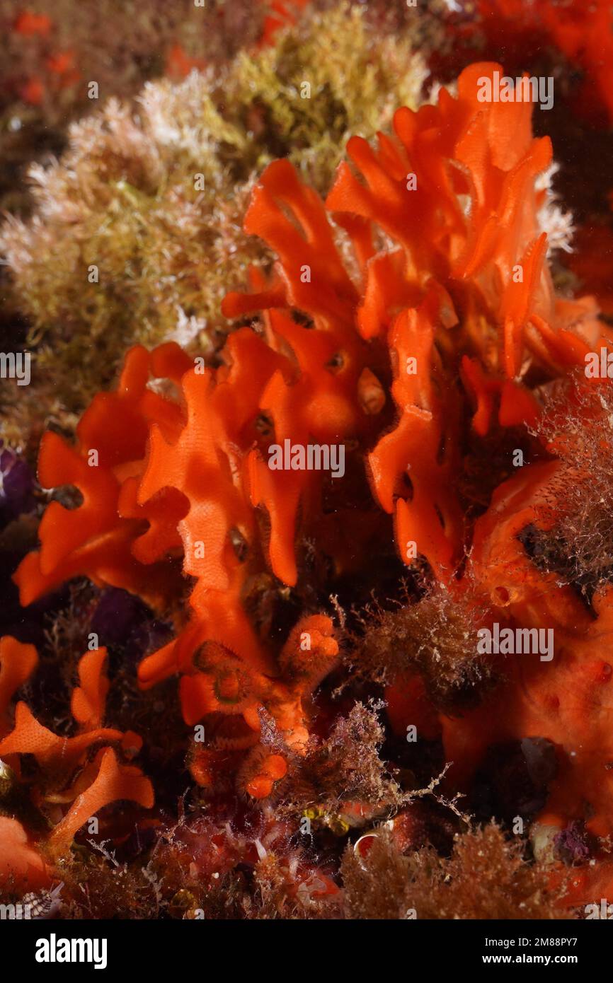 Orange spiny sponge (Acanthella acuta) . Dive site Marine Reserve Cap ...