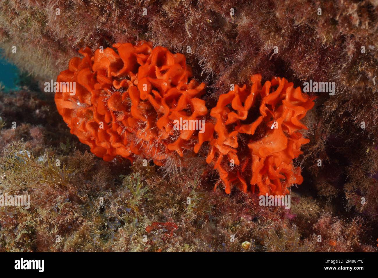 Orange spiny sponge (Acanthella acuta) . Dive site Marine Reserve Cap ...