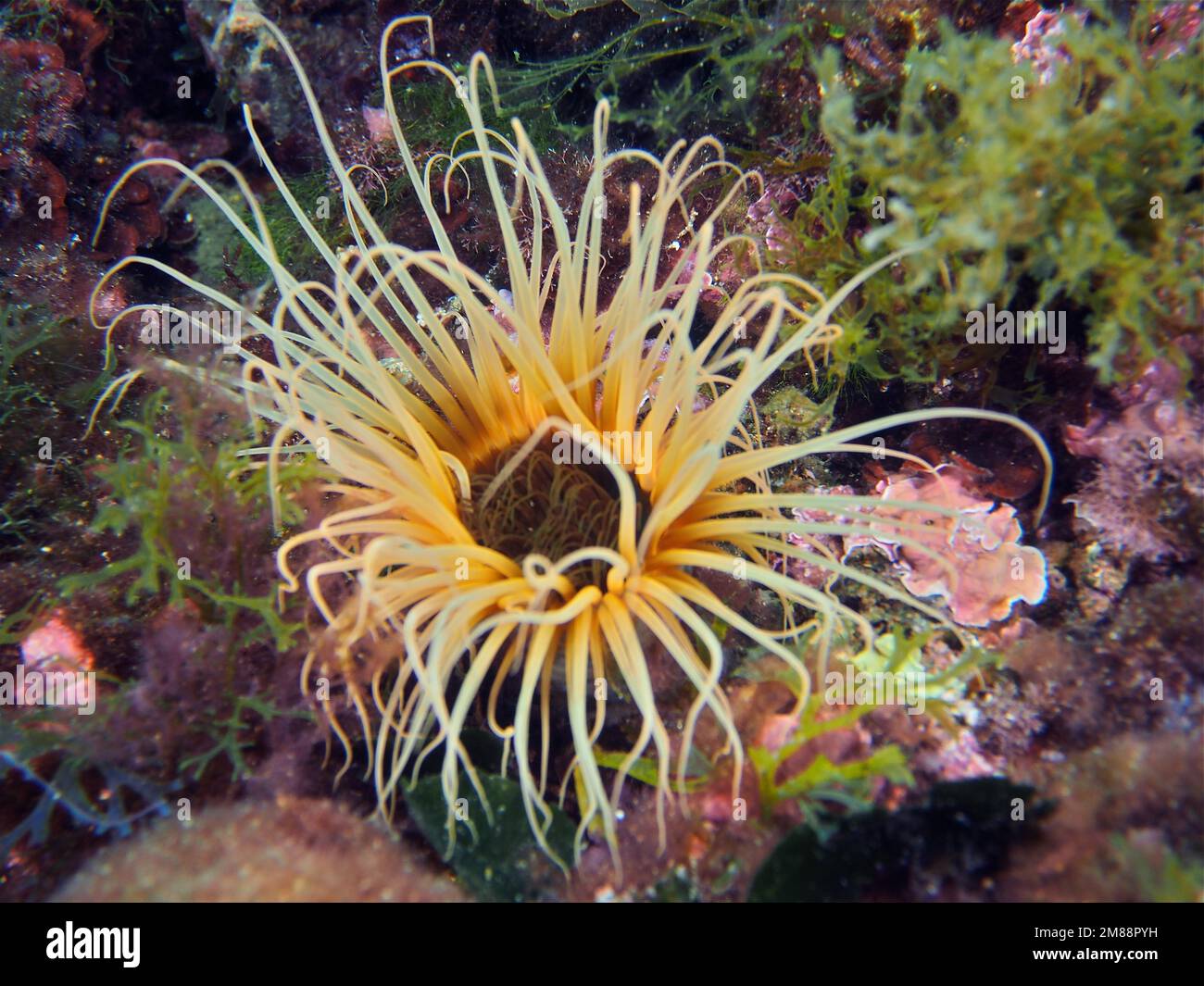 Coloured tube anemone (Cerianthus membranaceus) . Dive site Marine ...