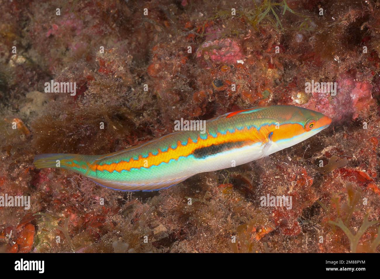 Mediterranean rainbow wrasse (Coris julis) . Dive site Marine Reserve ...