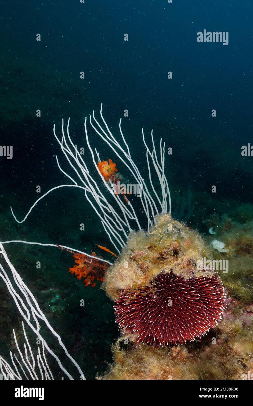 Purple sea urchin (Sphaerechinus granularis) on white gorgonian ...