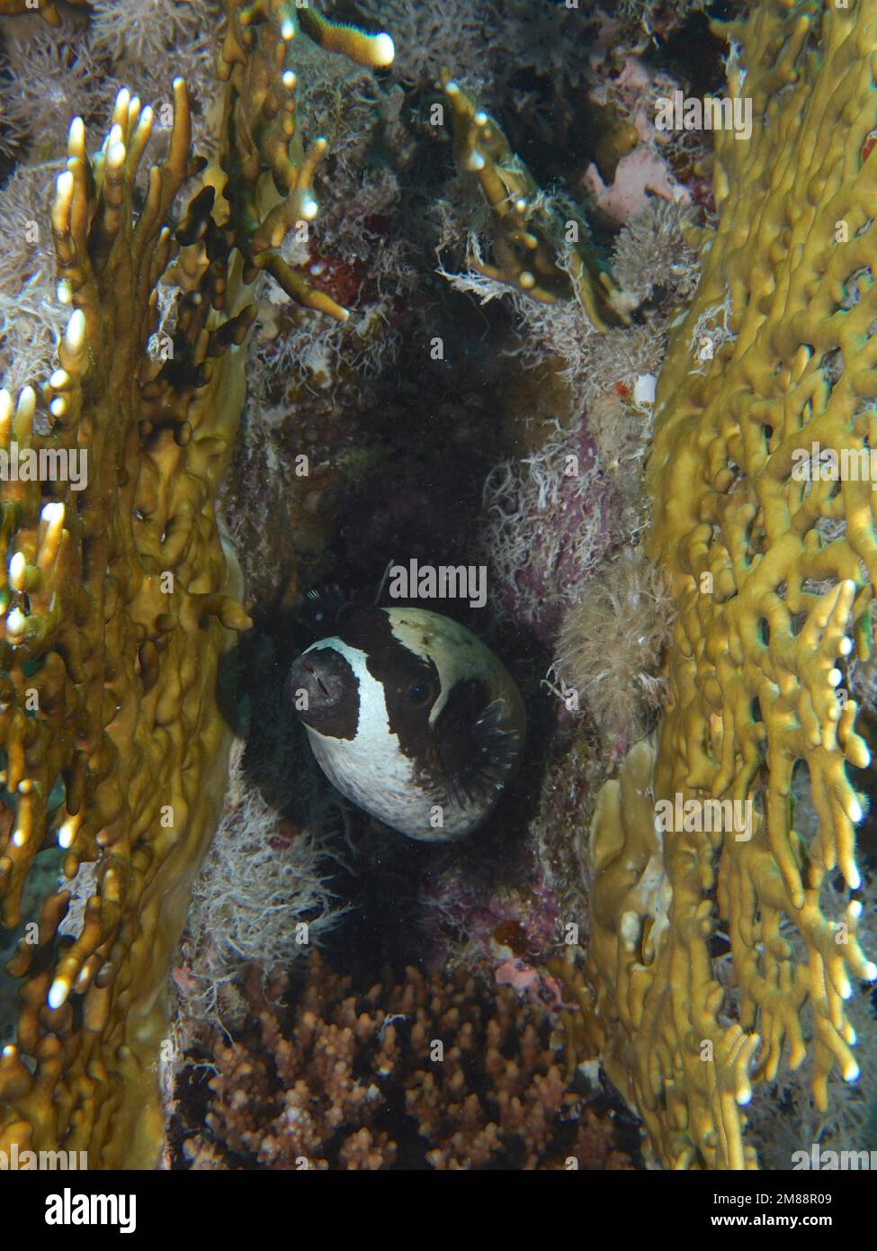 Masked puffer (Arothron diadematus) hiding between net fire coral ...