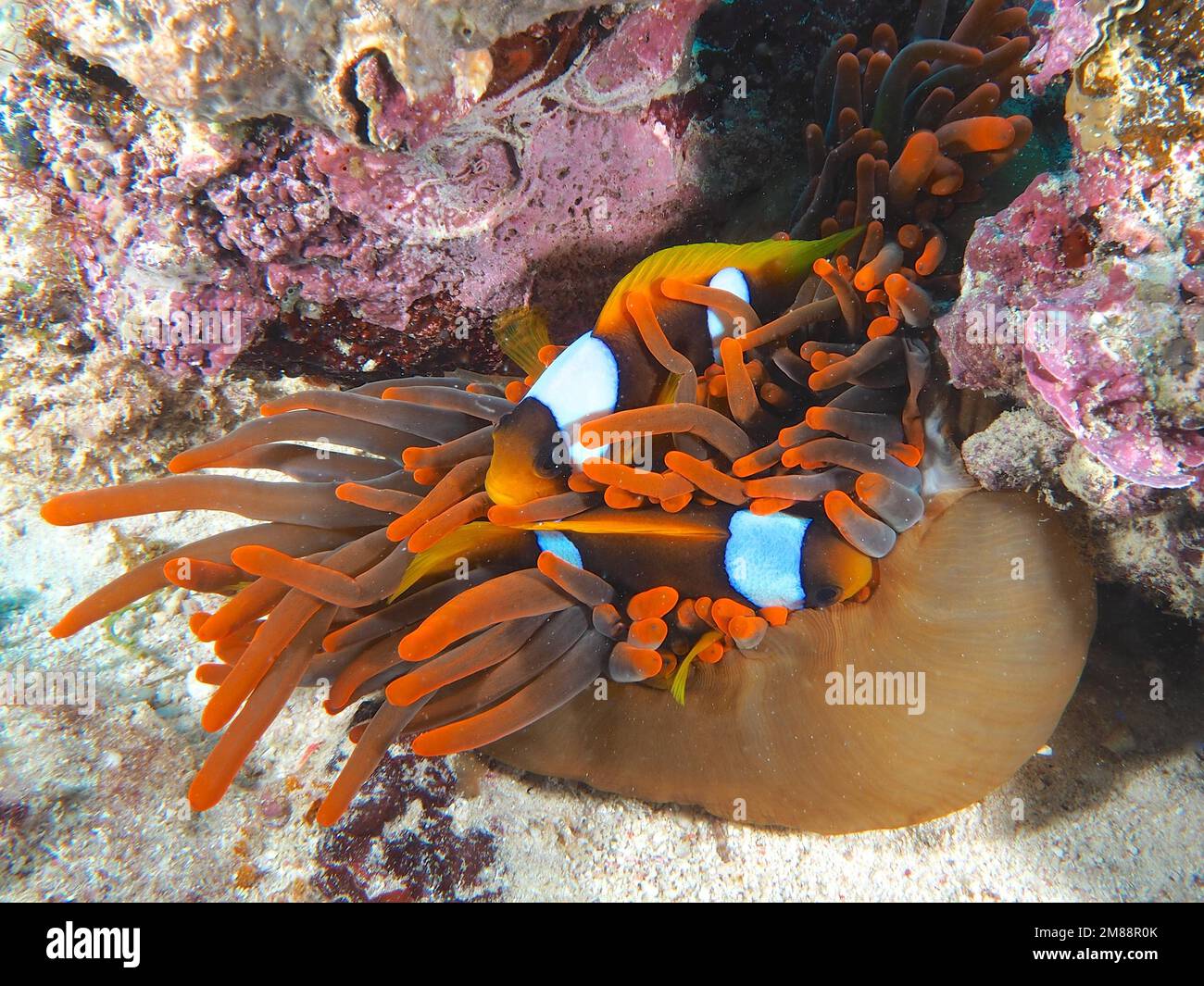 Two red sea clownfishes (Amphiprion bicinctus) inhabit a fluorescent ...