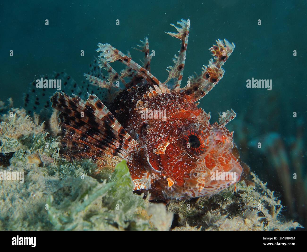 Red Sea Dwarf Lionfish (Dendrochirus hemprichi) . Dive site House Reef ...