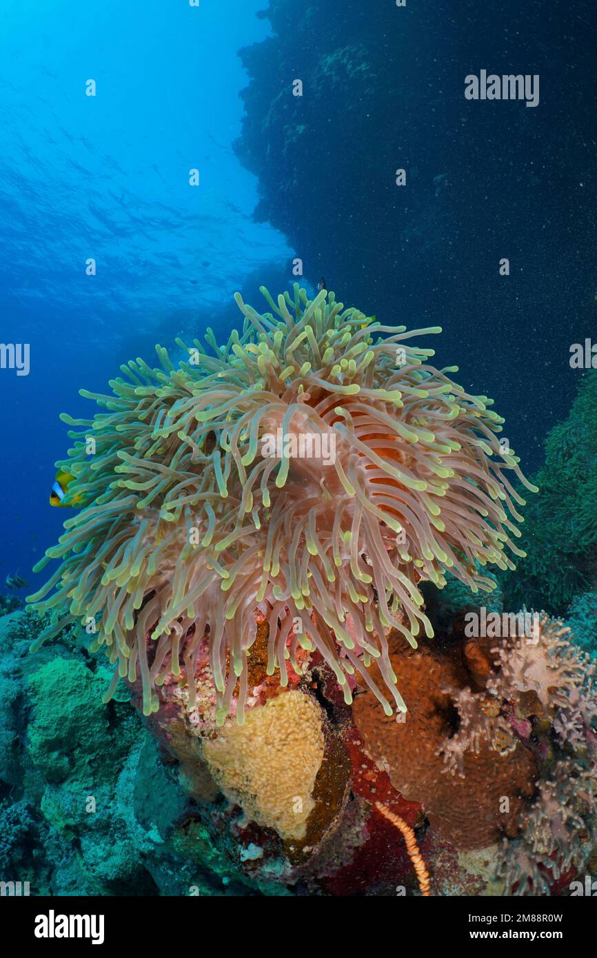Magnificent sea anemone (Heteractis magnifica) . Dive site St. Johns ...