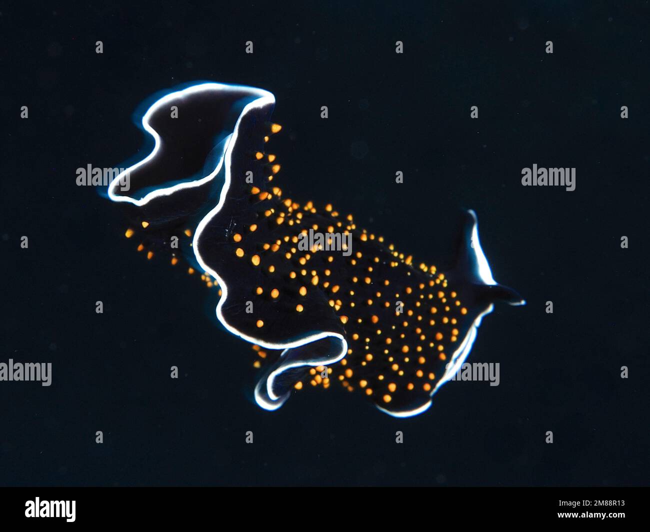 Starry sky whirl worm (Thysanozoon flavotuberculatum), whirl worm ...