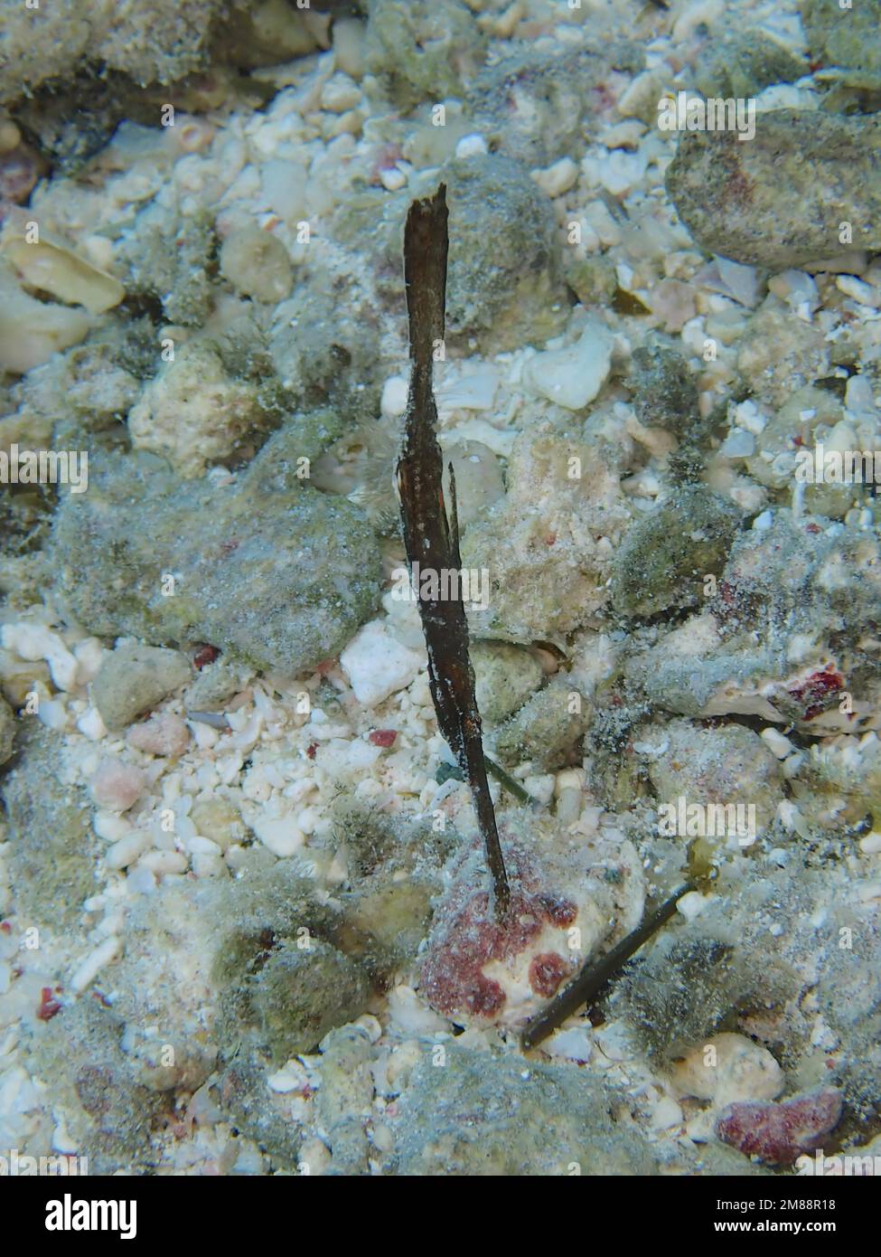 Robust ghost pipefish (Solenostomus cyanopterus) . Dive site House Reef ...