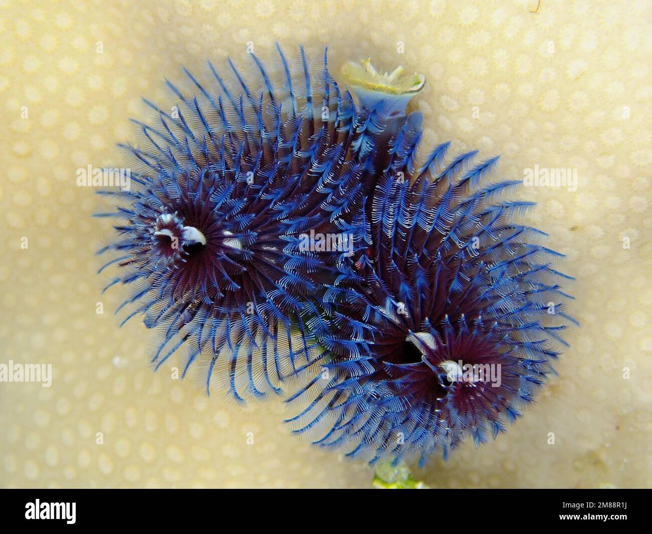 Blue christmas tree worm (Spirobranchus giganteus) . Dive site St ...