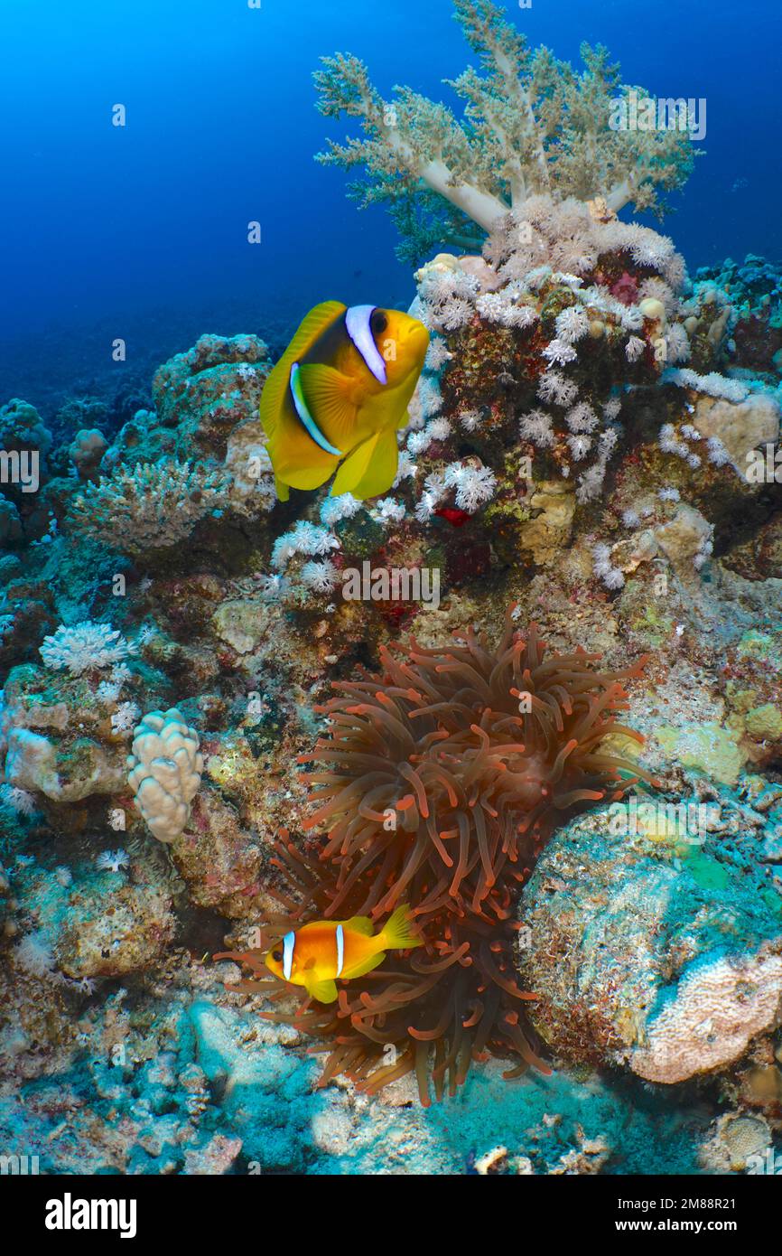 Two red sea clownfishes (Amphiprion bicinctus) inhabit a fluorescent ...