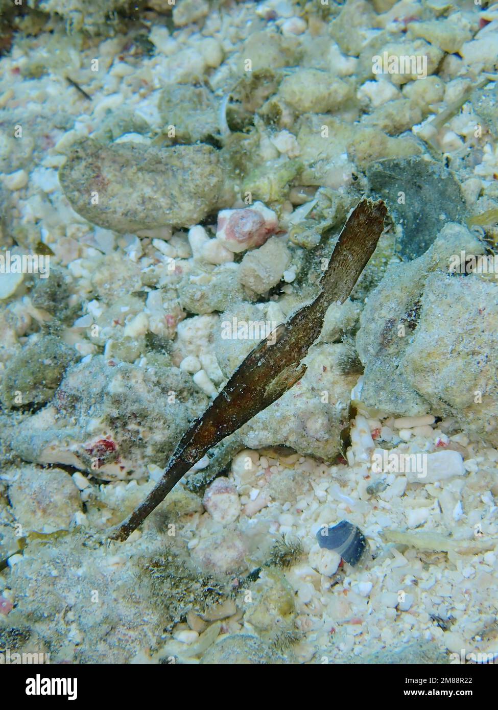 Robust ghost pipefish (Solenostomus cyanopterus) . Dive site House Reef ...