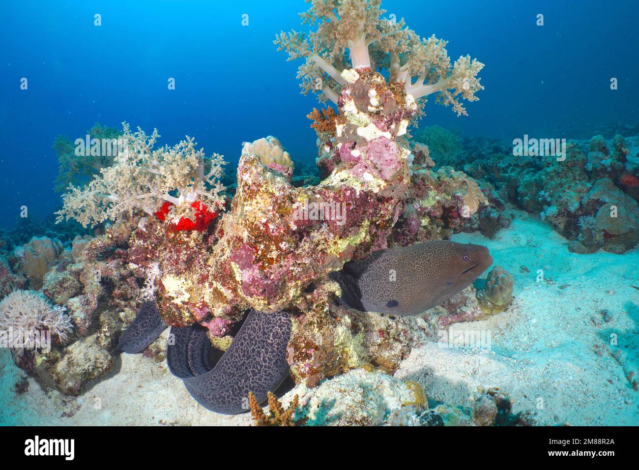 Giant Moray (Gymnothorax javanicus) moray under broccoli tree ...