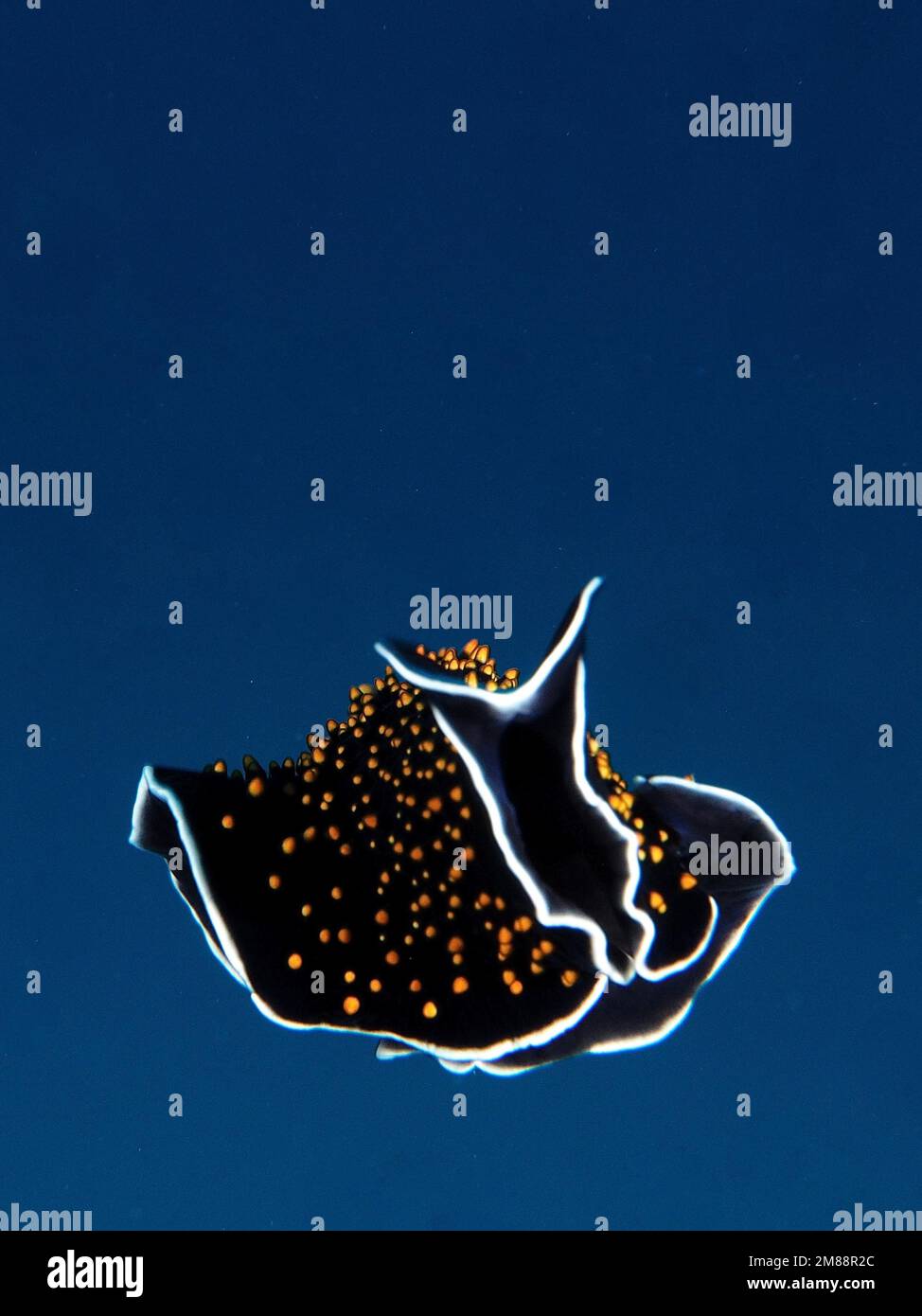 Starry sky whirl worm (Thysanozoon flavotuberculatum), whirl worm ...