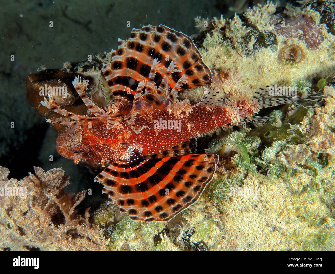 Red Sea dwarf lionfish (Dendrochirus hemprichi) from above. Dive site ...