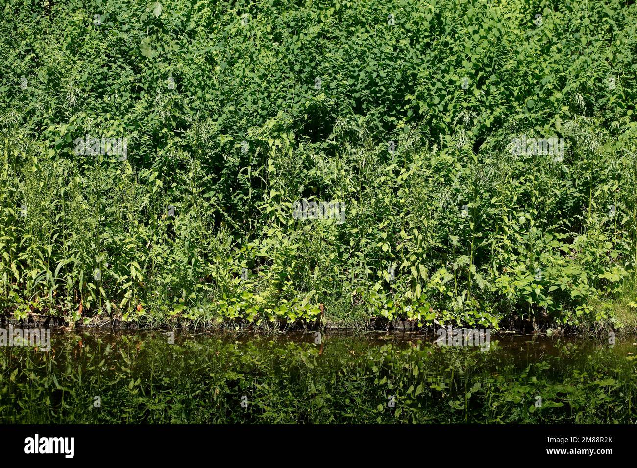 German water plant hi-res stock photography and images - Alamy